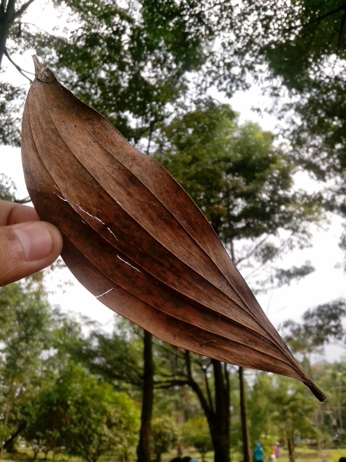 Dunia Flora: Ini Dia Jenis-jenis Daun di Tanah Melayu.