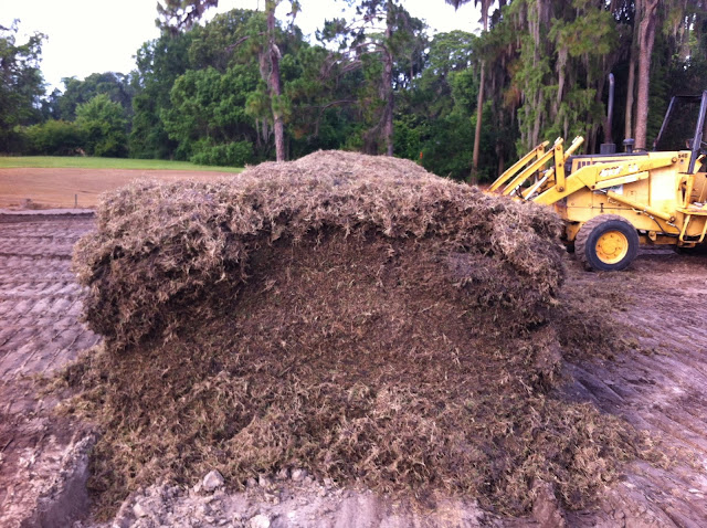 Avila Turf Maintenance : The Sprigging Process