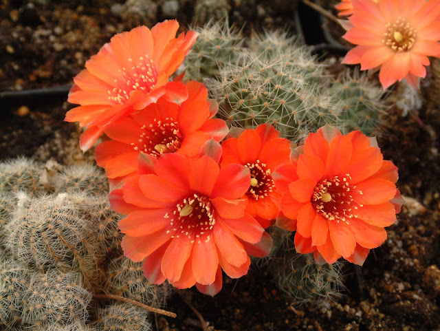 Rebutia, Aylostera y Weingartia: ¿Cuantas Rebutias hay?