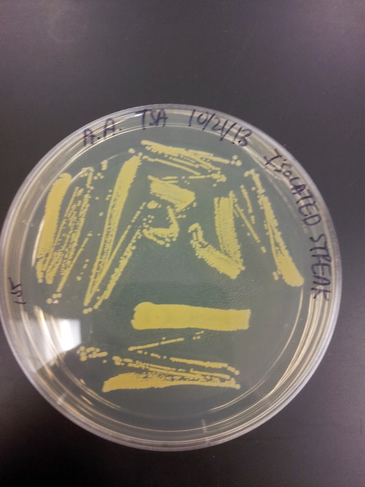 S-STEM Scholar Alexis Almazan's Blog: First Week as Stem Intern ...