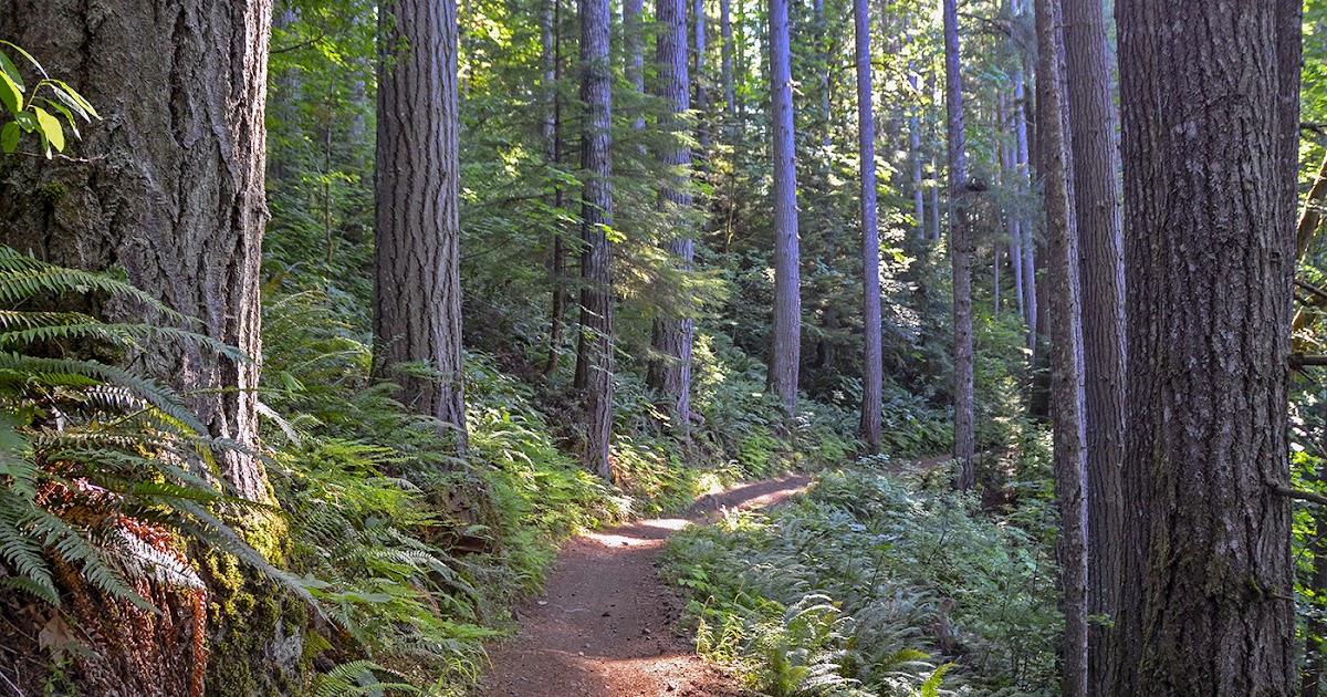 Walks with Moss: Misadventures in the Capital Forest