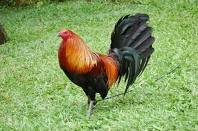 Gamecock Fowl: Game Fowl