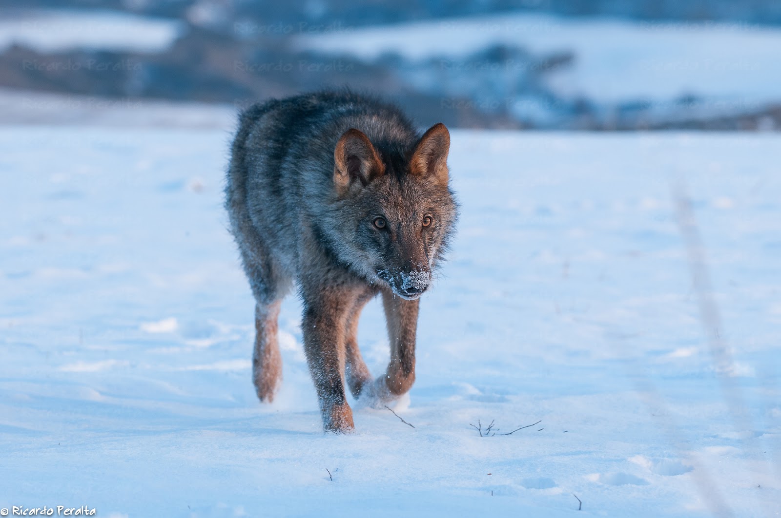 Ricardo Peralta. Fotógrafo de Naturaleza: Lobo Ibérico (Canis lupus ...