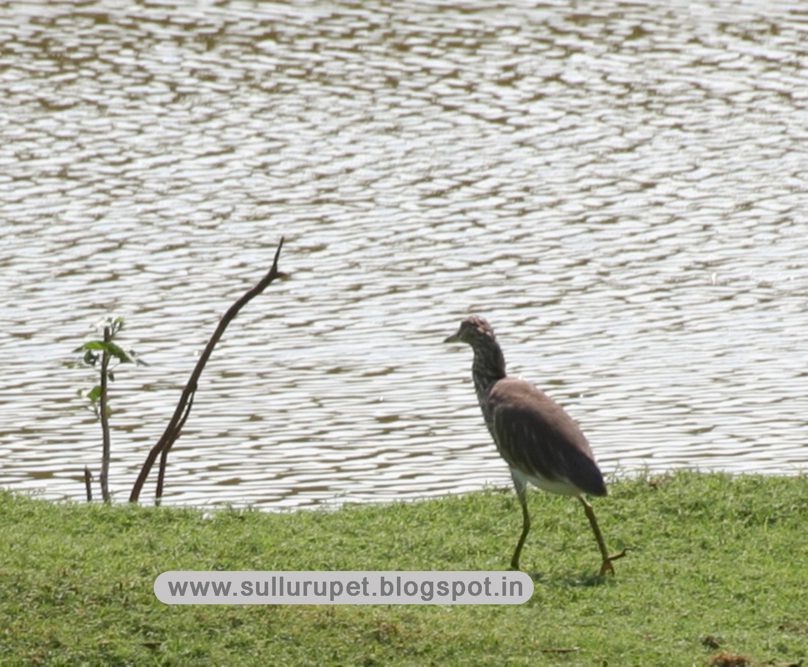Nelapattu Bird Sanctuary Sullurpeta,Nellore Dist,A.P - www.Sullurupet.com