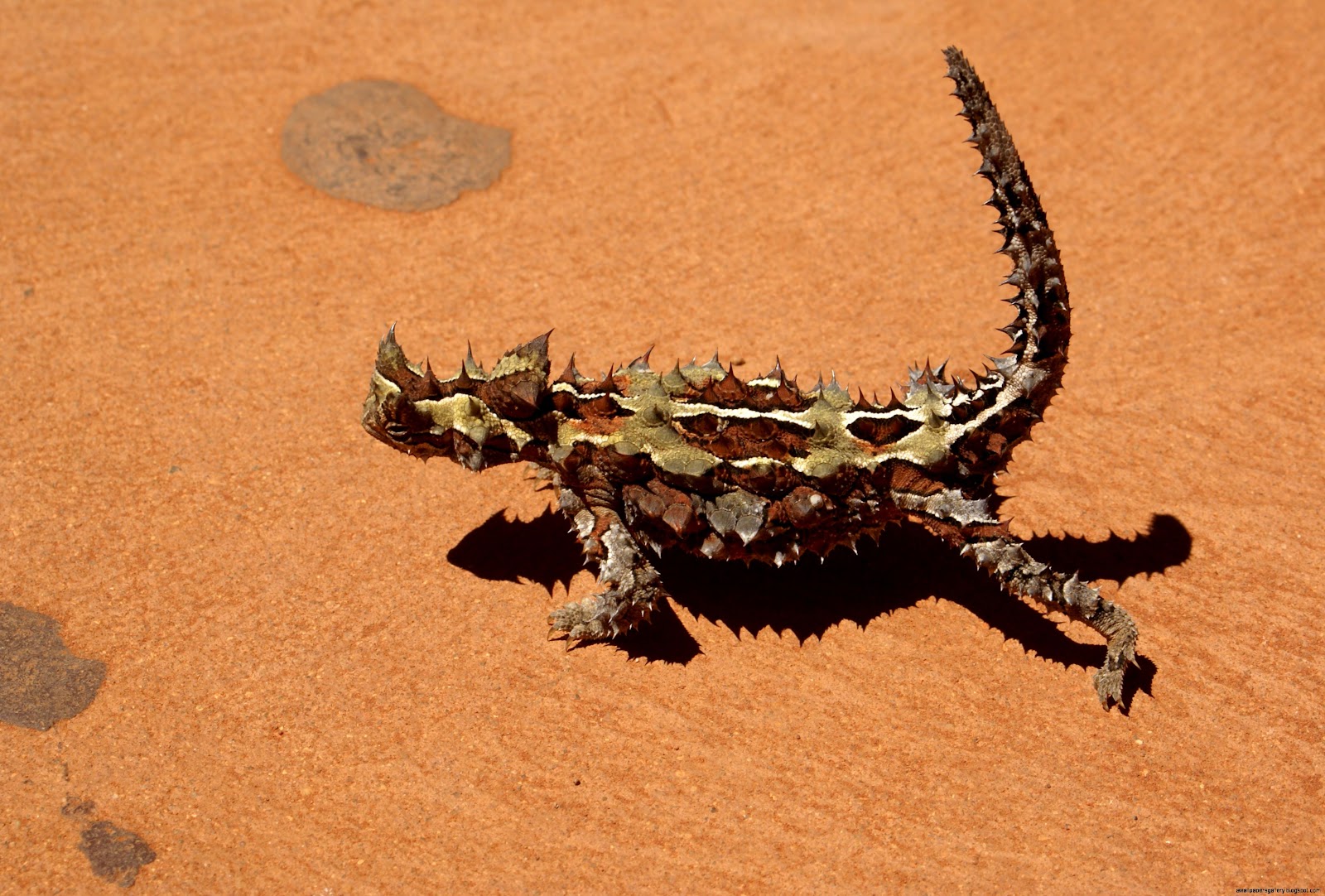 Desert Thorny Devil | Wallpapers Gallery