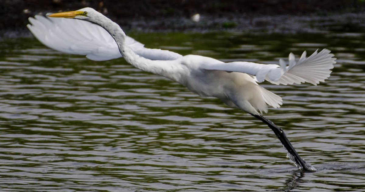 Snapshots of Nature: Badass Birds
