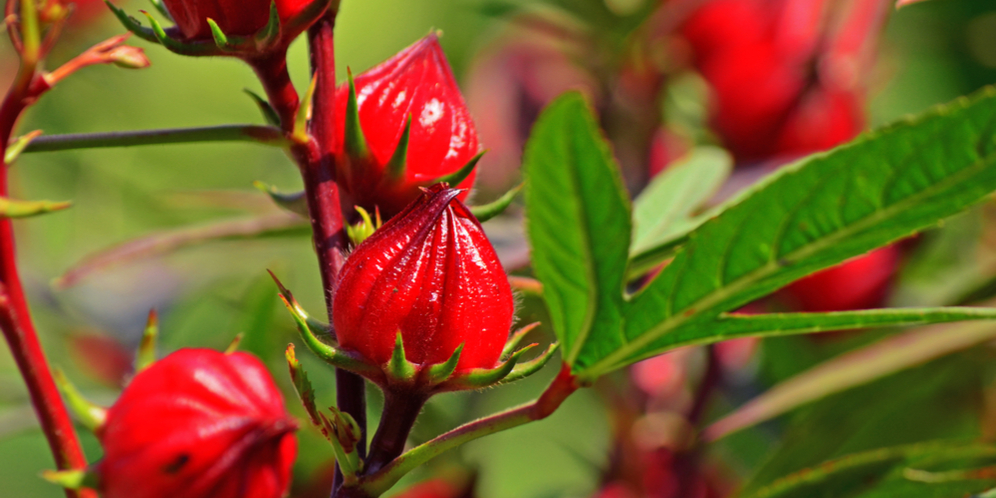 92+ Konsep Gambar Bunga Rosella, Gambar Bunga