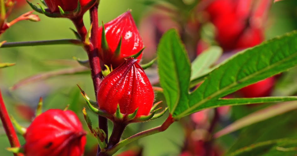 Baru 37+ Gambar Tanaman Bunga Rosella