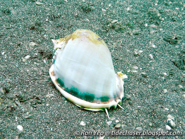 tHE tiDE cHAsER: Helmet Shell & Bonnet Snails (Phylum Mollusca: Family ...