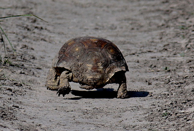 Mark & Teri's Travels: Texas Tortoise (Gopherus berlandieri)