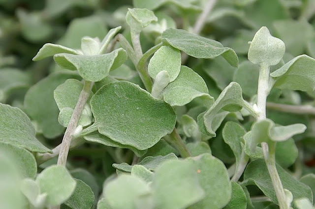 Kooigoed – Roekeloos.co.za