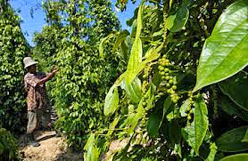 Cara Menanam Lada yang Baik dan Benar | PULOC