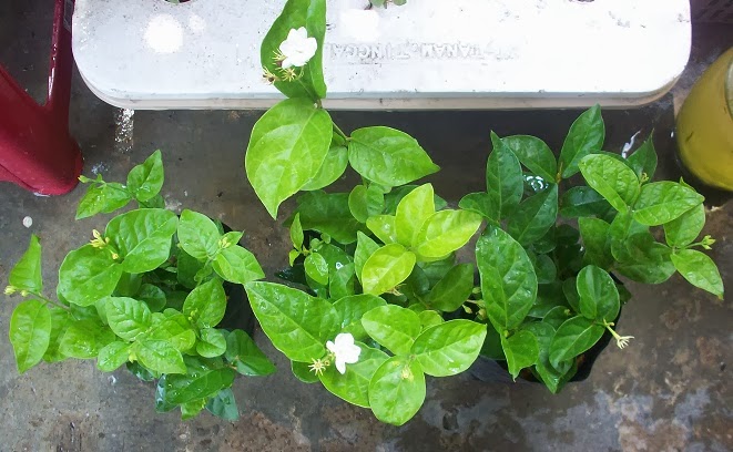 Jualan Benih Tanaman Semua Menjadi: Melur