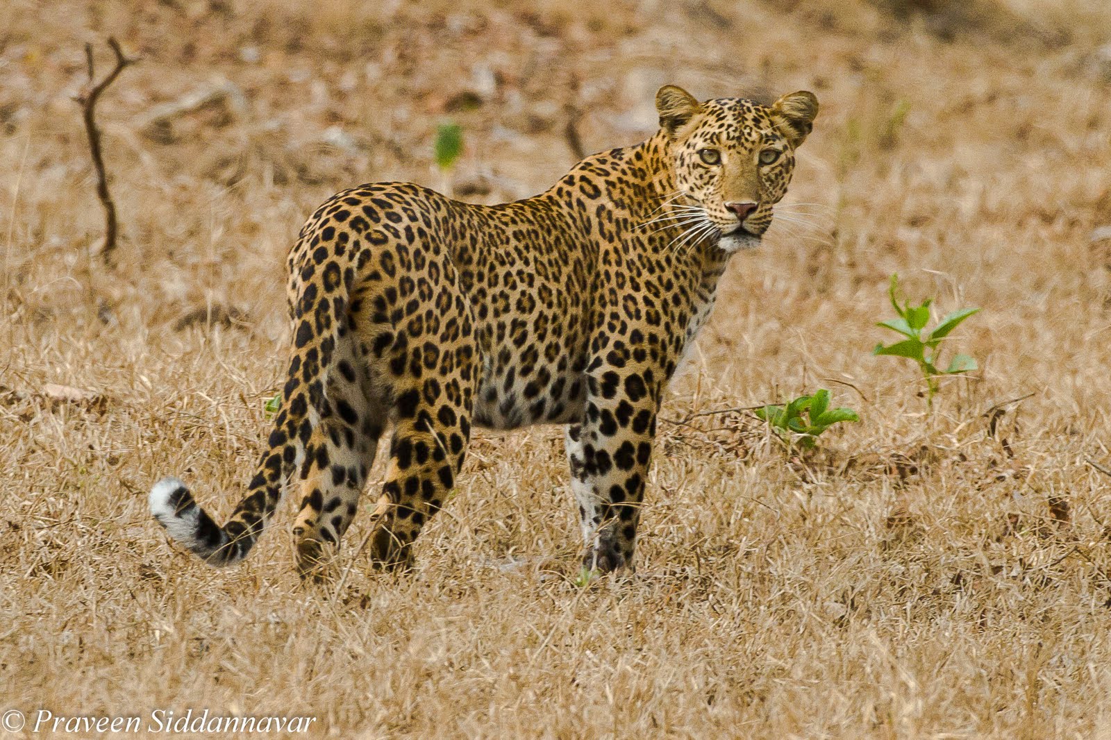 Praveen Siddannavar's Blog: Magical Kabini - Born Climbers