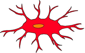 Le Cerveau de l'Enfant et de l'Adolescent: La Microglie