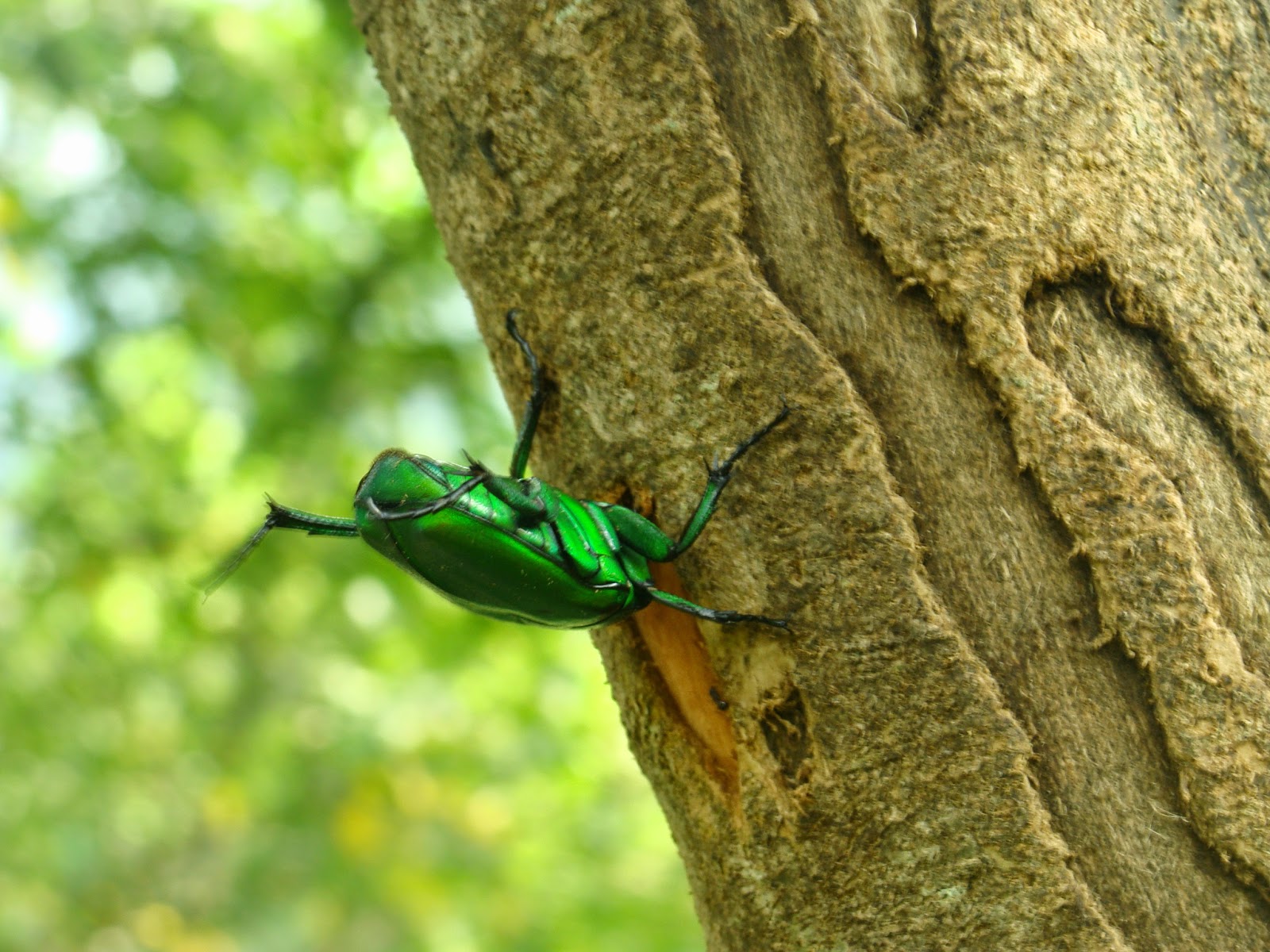 追尋一個夢: 鞘翅目-金龜子科 Scarabaeidae
