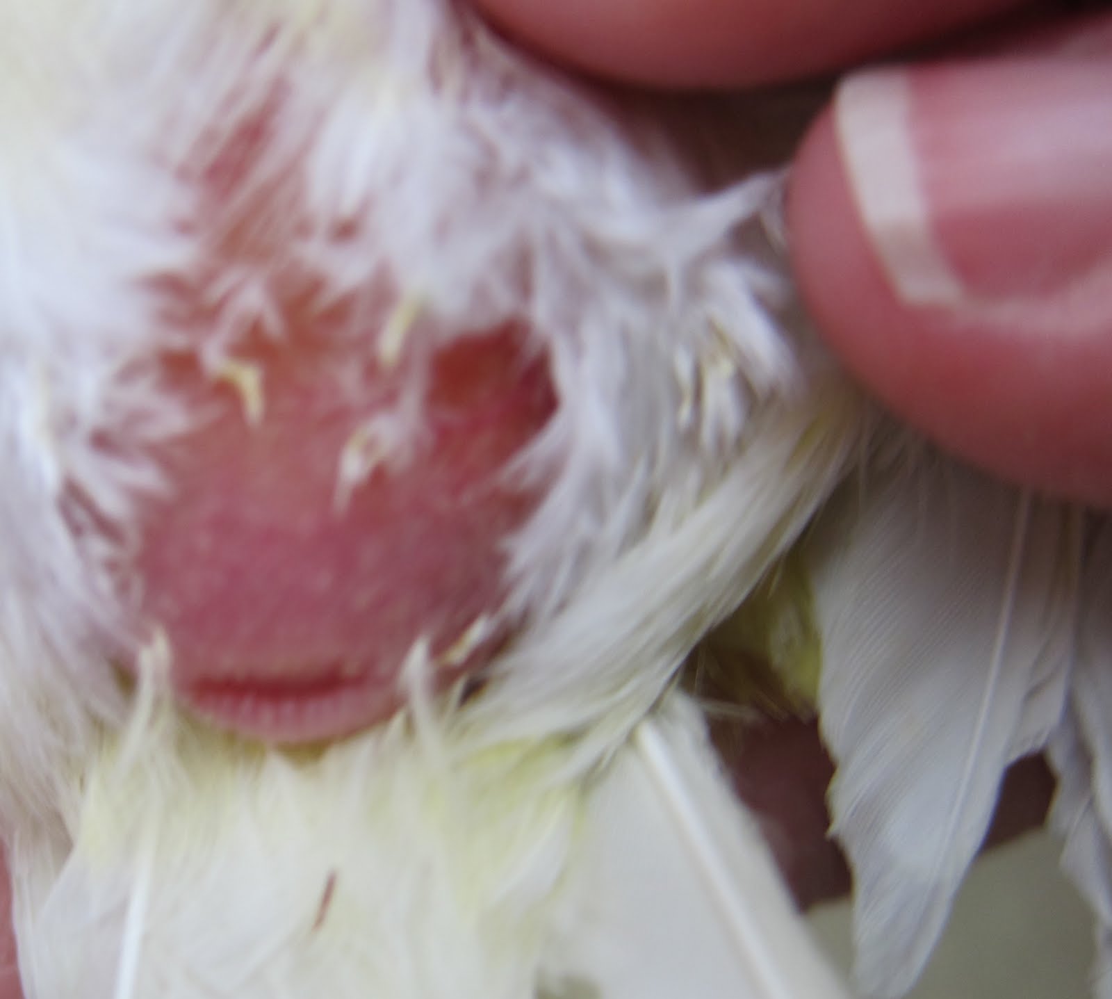 Canary Tales: Preliminary Results Hen Vent Temperature