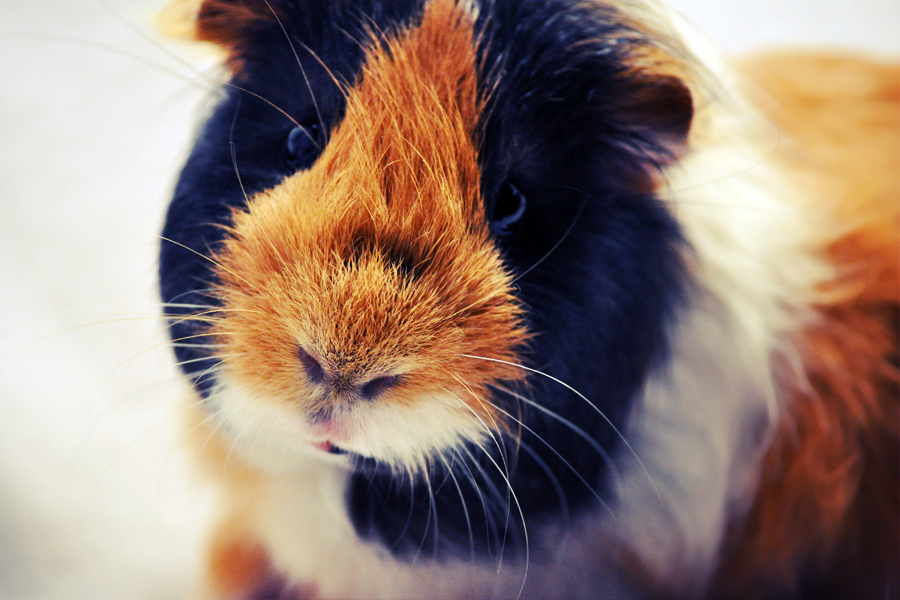 The Guinea Pig Daily: Lord Pennington