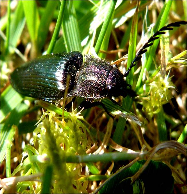 Insects of Scotland: Other Beetles