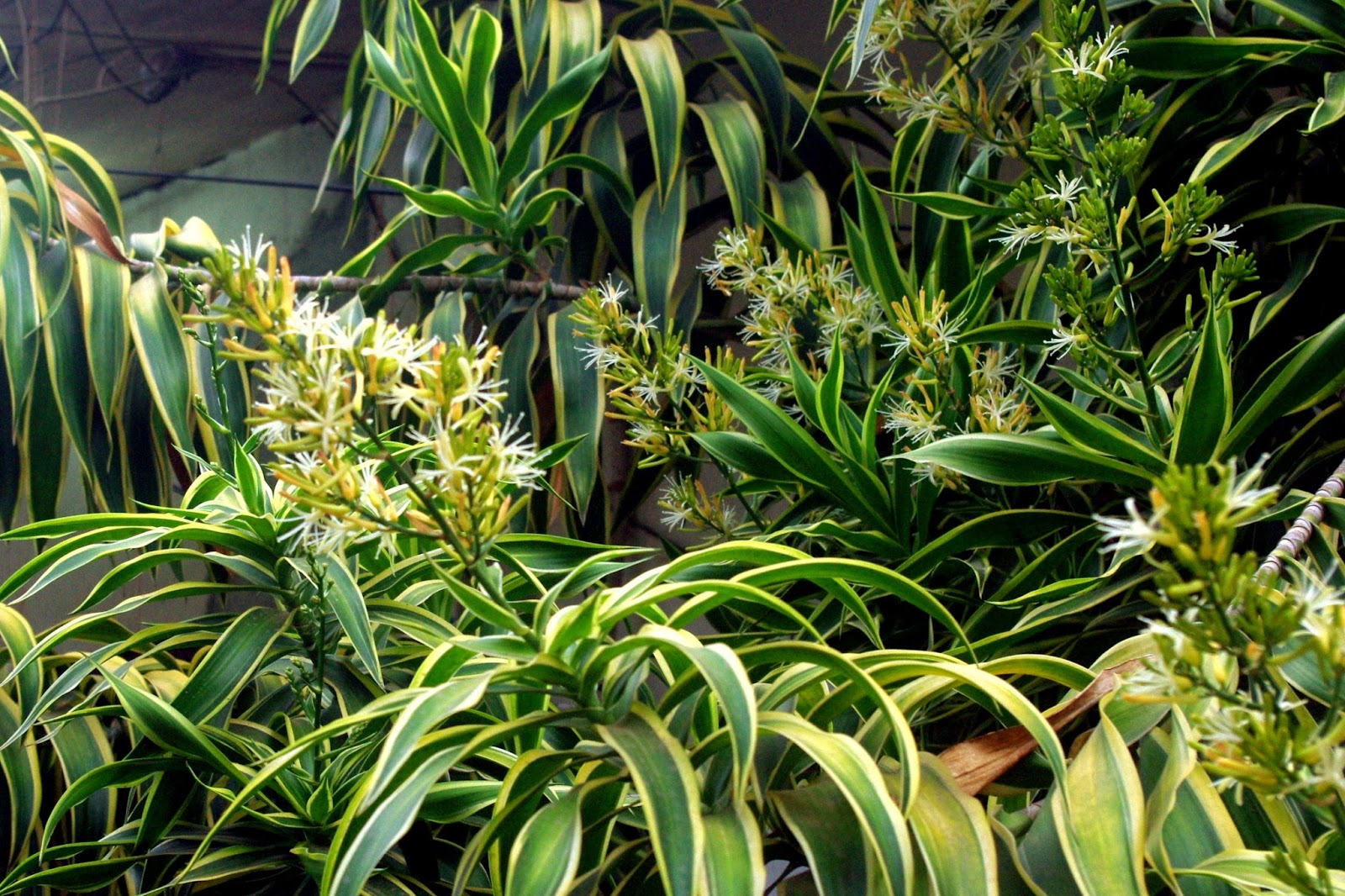 noel autor: Dracaena Fragrans (Corn Plant)