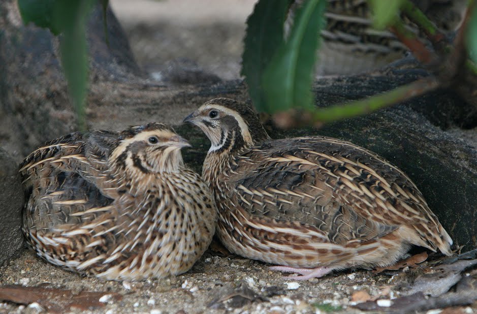 kinderboerderij winschoten: coturix japonica japanse kwartel