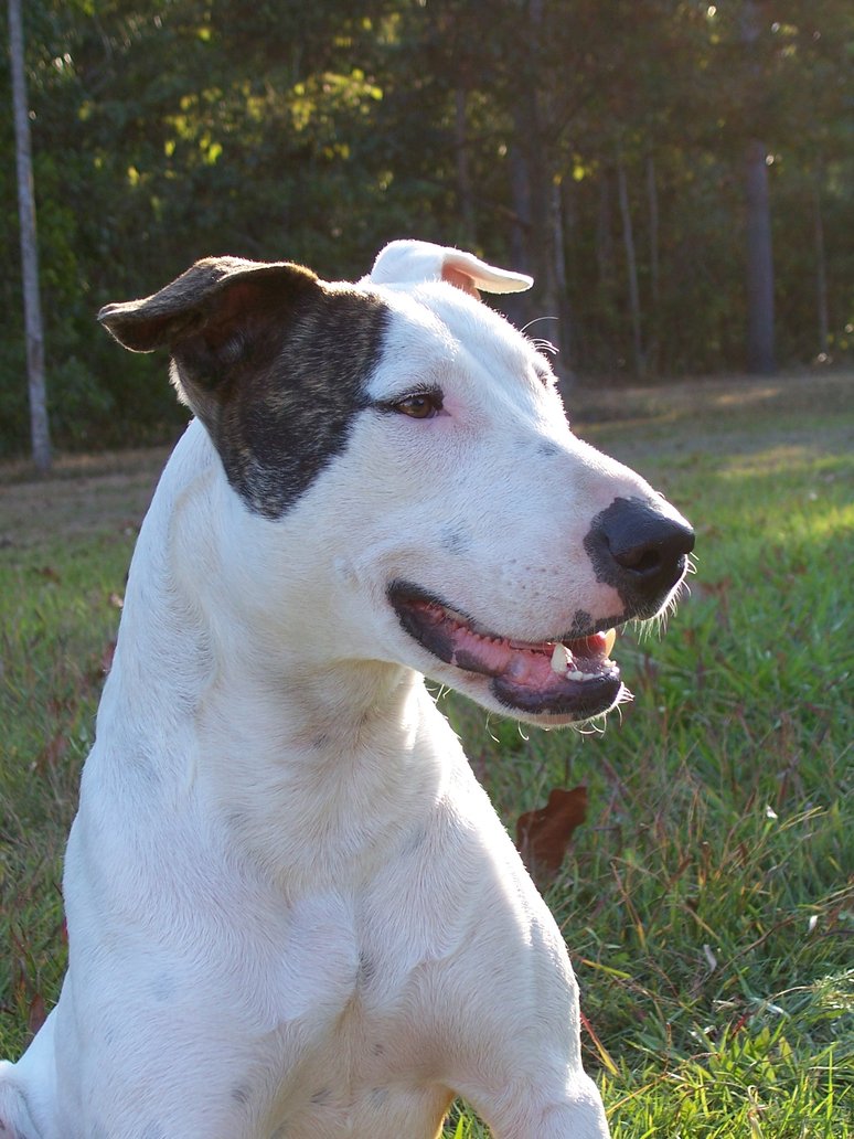 Molosos y Perros de Presa: Perros de presa