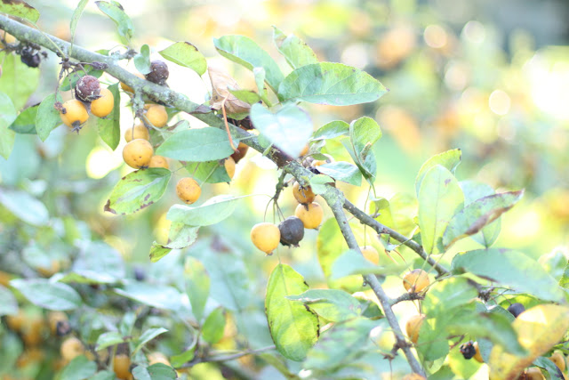 GREY LEMON: Autumn Colors Week - Yellow