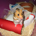 Fotoblog de Hamsti el Hamster: LOS HAMSTERS