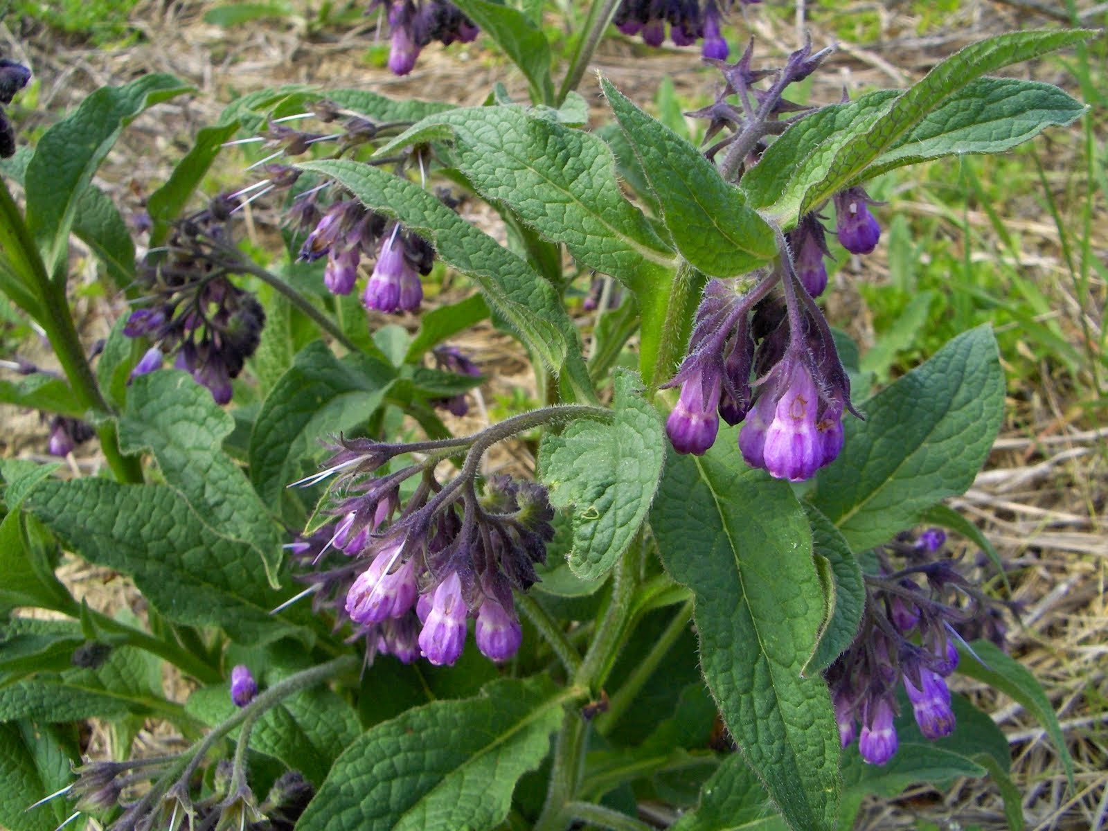 GAVEZ (Symphytum officinale l) - Narodno liječenje biljem