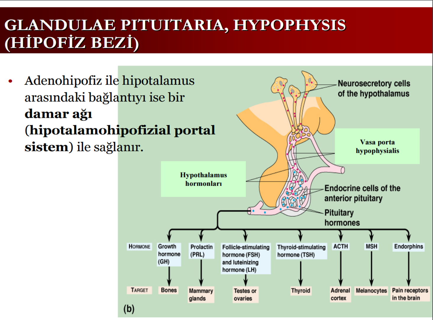 Gl. Pituitaria (Hypophysis) - Hipofiz Bezi Anatomisi ~ Anatomi.Web.tr
