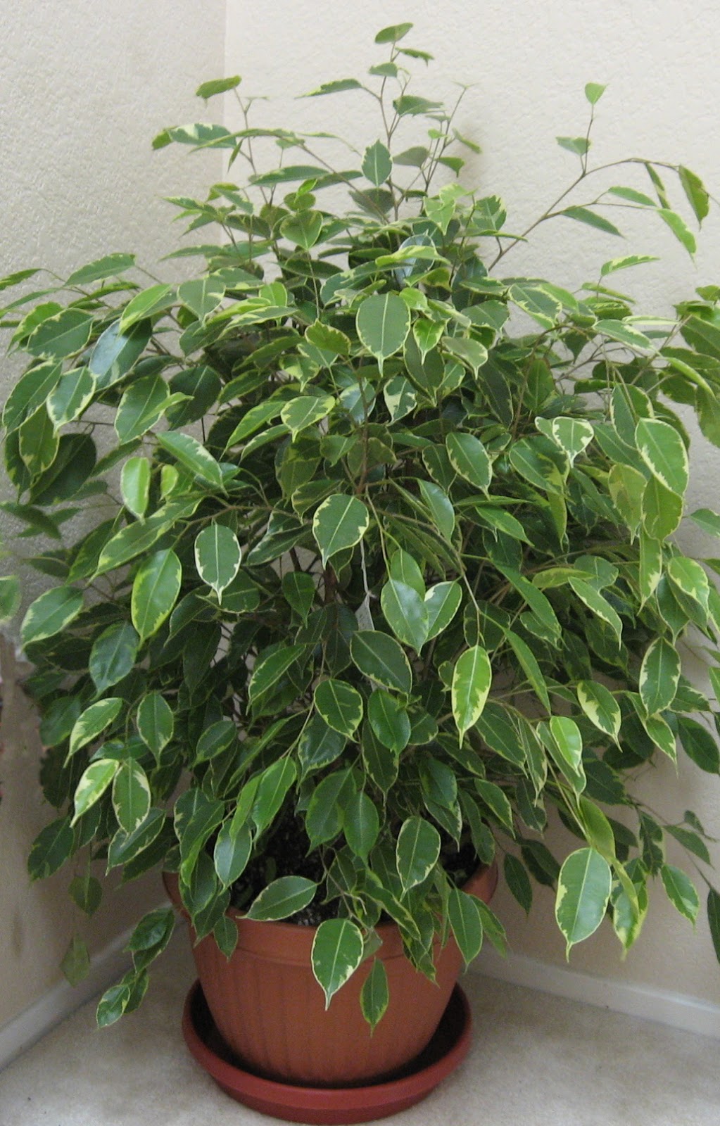 Bad Bonsai: Variegated Ficus