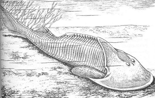 Devonian life and evolution: Bony Ostracoderm