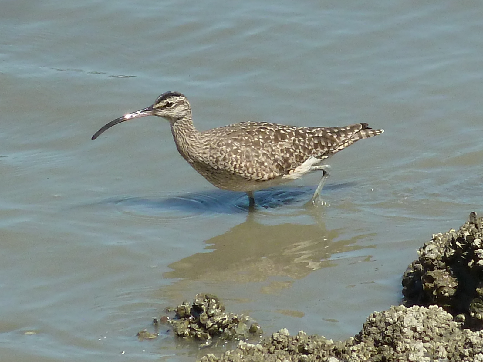 Penelopedia: Nature and Garden in Southern Minnesota: Willet and ...