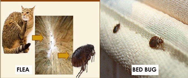 5 perbezaan mudah pepijat dan kutu | My Pest News