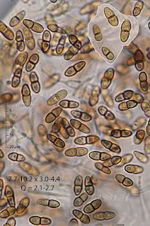 Rousoëlla donacicola (Speg.) Y.M. Ju, J.D. Rogers & Huhndorf • CEMAS