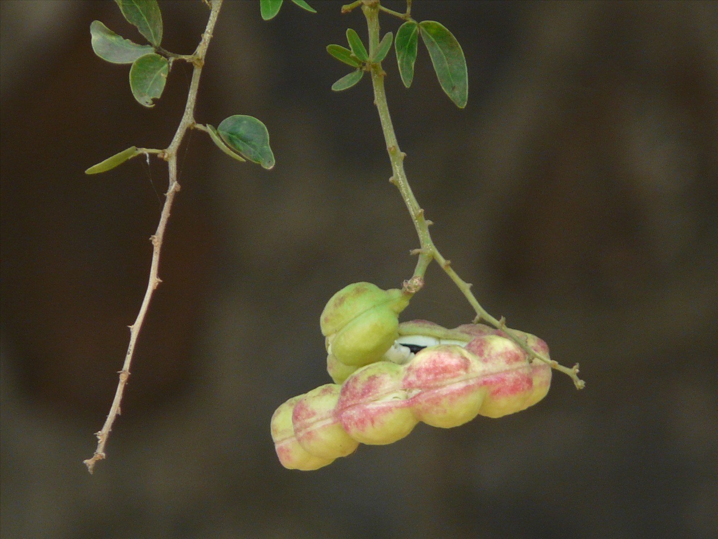 Raghu's column!: "Cheema Chintakayalu"