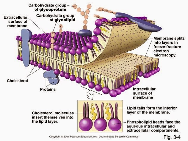 Sifat Dwilapis Lipid Pada Membran Sel