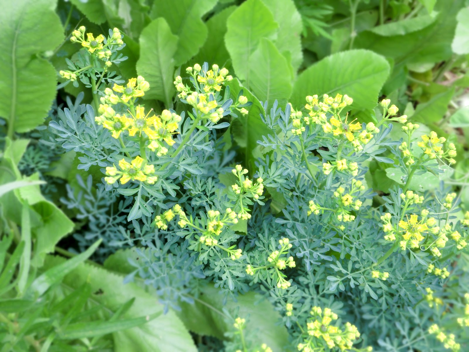 ORTOBELLO ROAD: Erbe vagabonde...erbe spontanee, erbacce, malerbe ,...o ...
