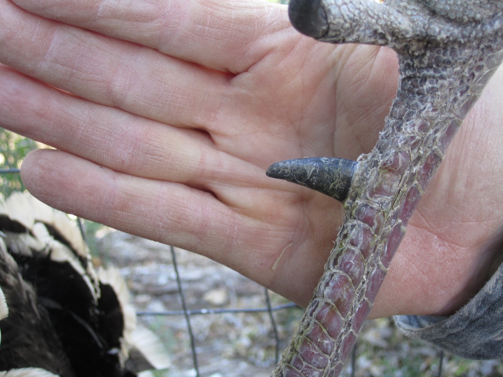 Colburn and Scott Outfitters: Goulds Turkey Hunts