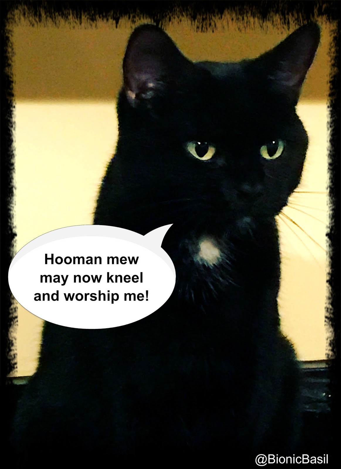 Welcome Back Cat Meme