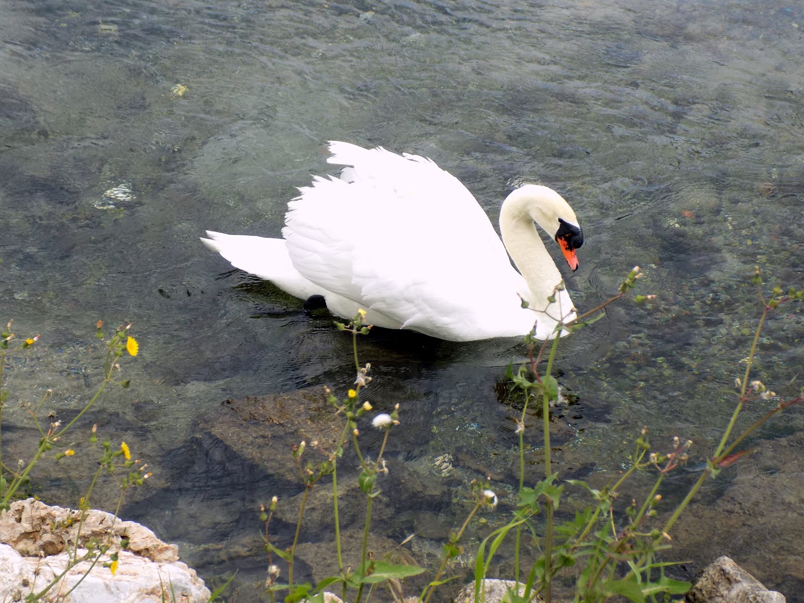 ΕΛΛΗΝΙΚΗ ΕΦΙΠΠΗ ΤΟΞΟΒΟΛΙΑ