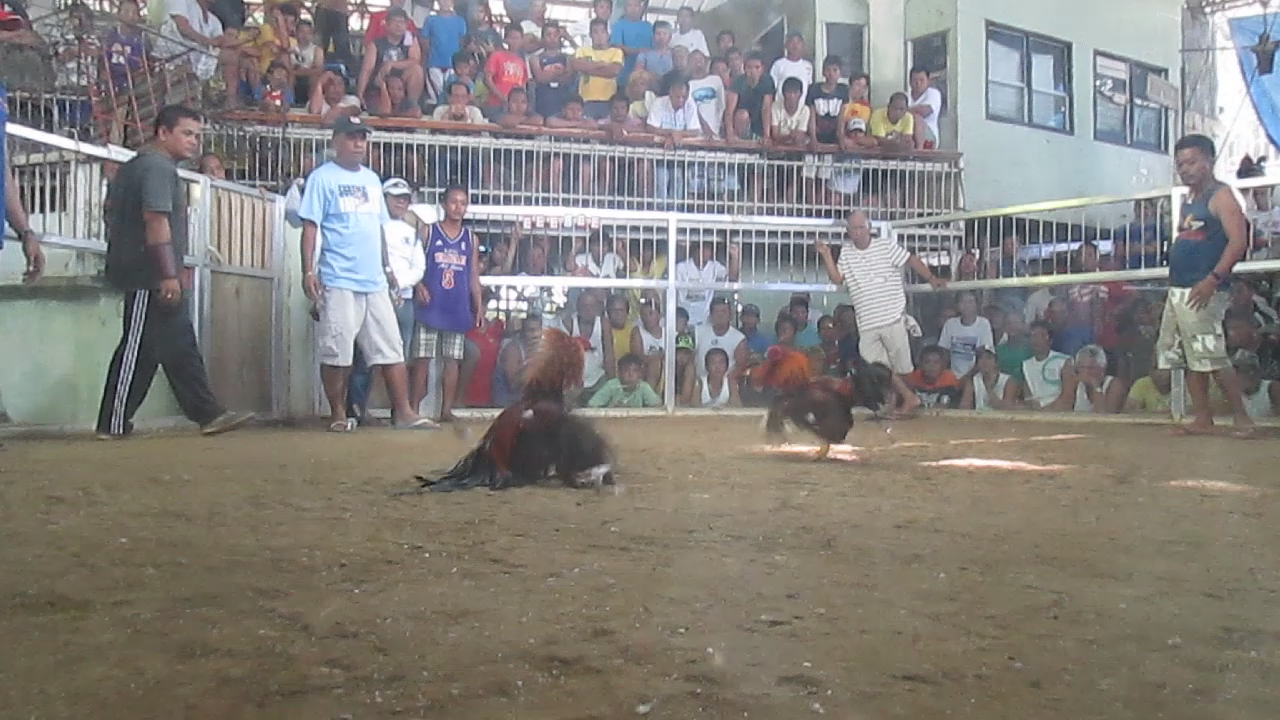 Sabong Pilipinas Fights - Tubigon Cockpit Arena, Bohol Fight # 2 ...