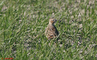 Aves de Aragón : Alondra común