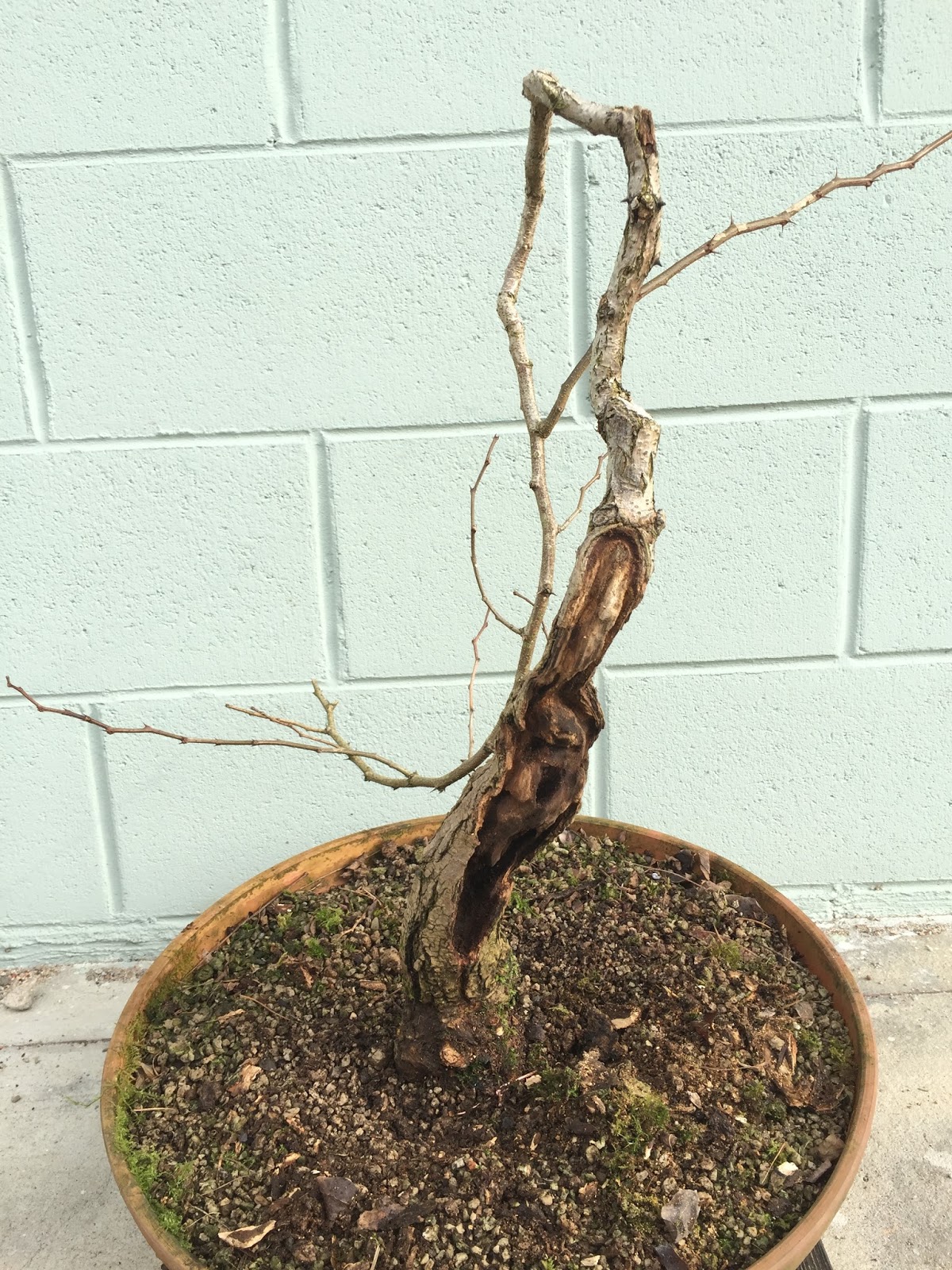 Bonsai quando posso: Robinia Pseudoacacia #2