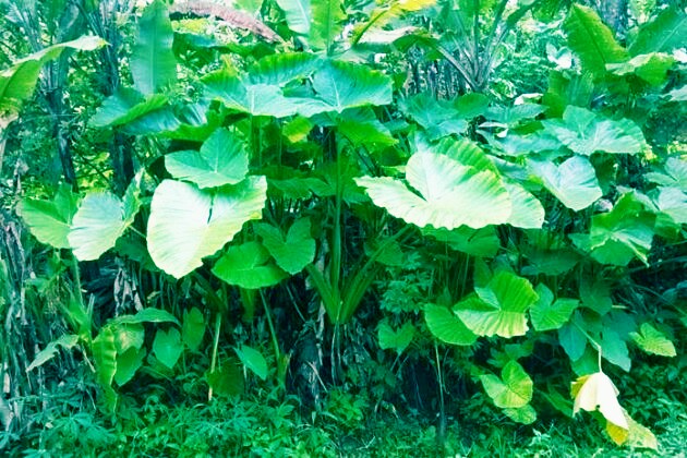 Cara Budidaya Talas Beneng dengan Mudah - SUMBER AJARAN