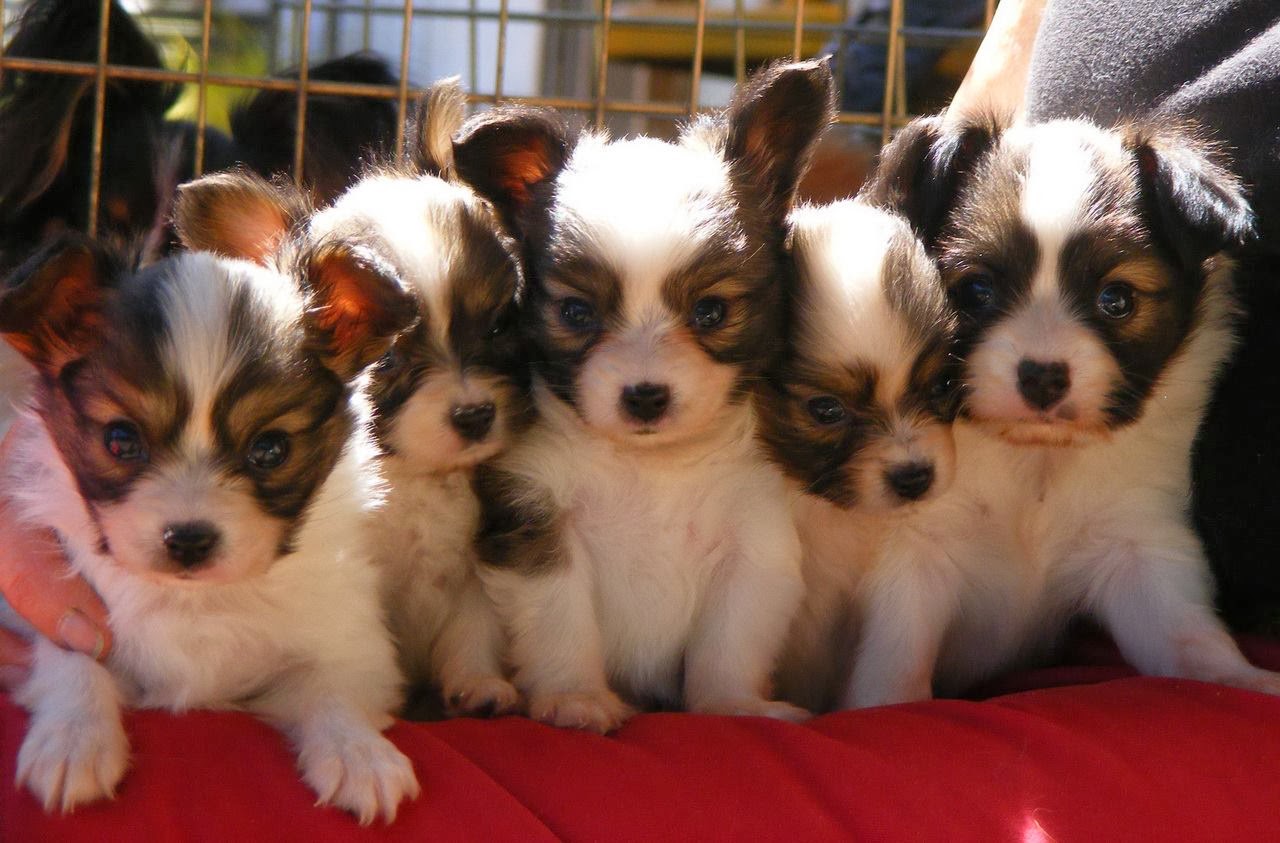 Road's End Papillons : Papillon Puppies