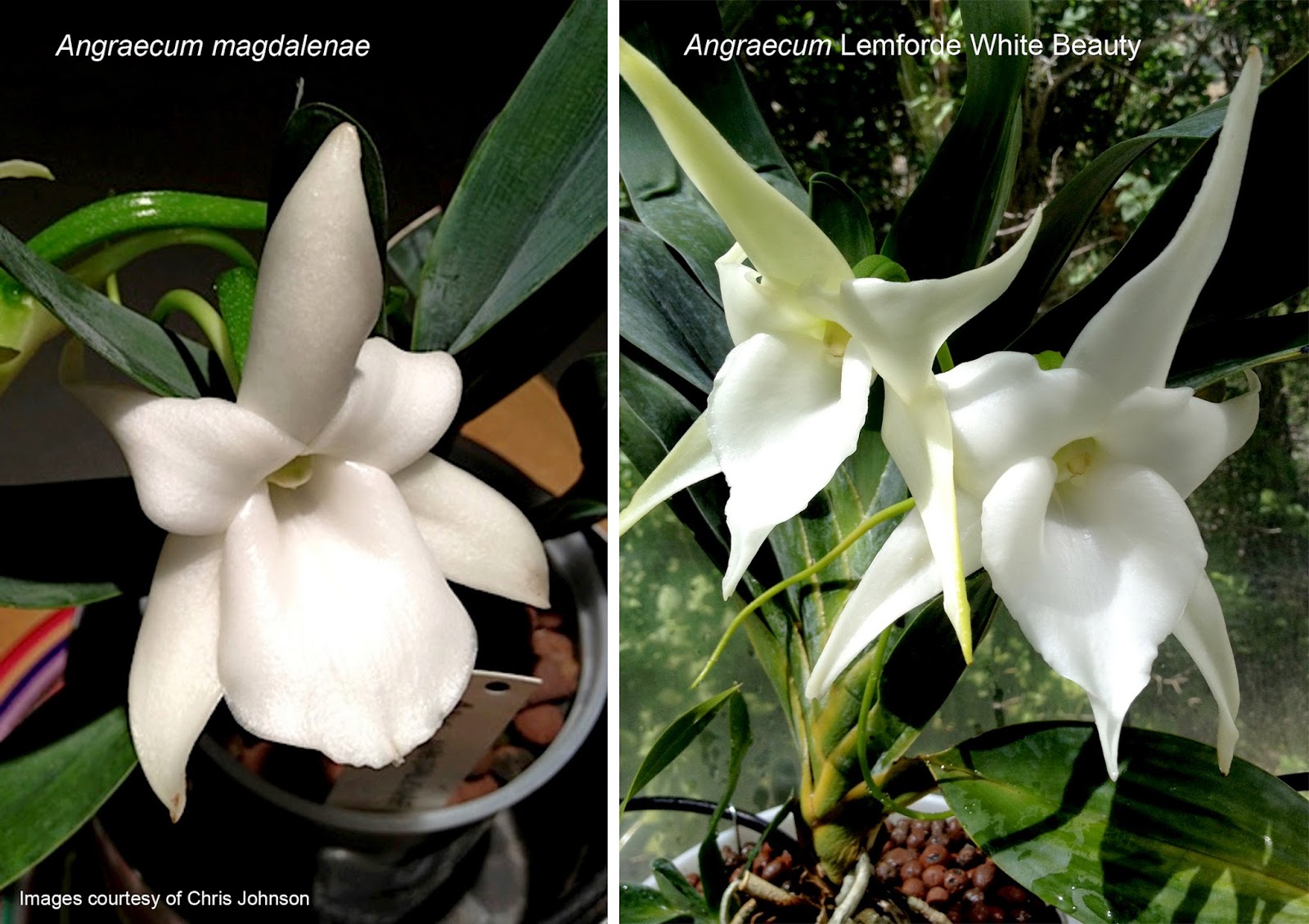 Angraecums...: The Variations of Angraecum Lemforde White Beauty
