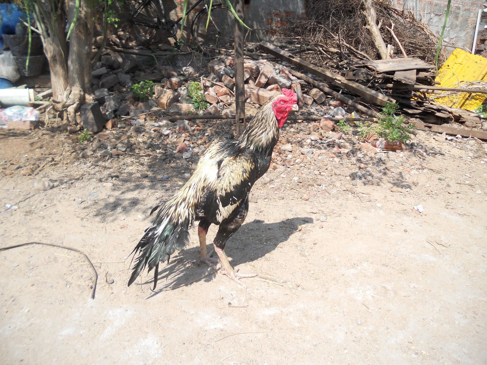 Fighting Rooster: Asil History