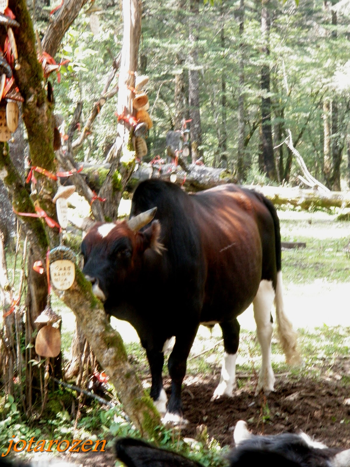 Footsteps - Jotaro's Travels: China - Dynamic Yunnan Day 7 & 8