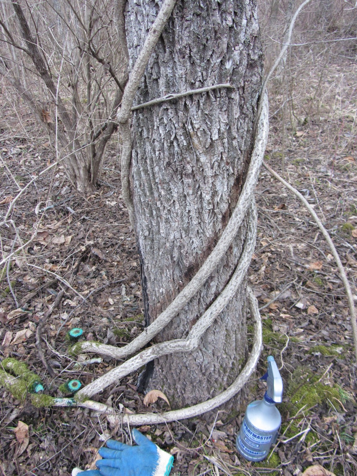 Central Pennsylvania Forestry: Invasive Species Highlight - Oriental ...